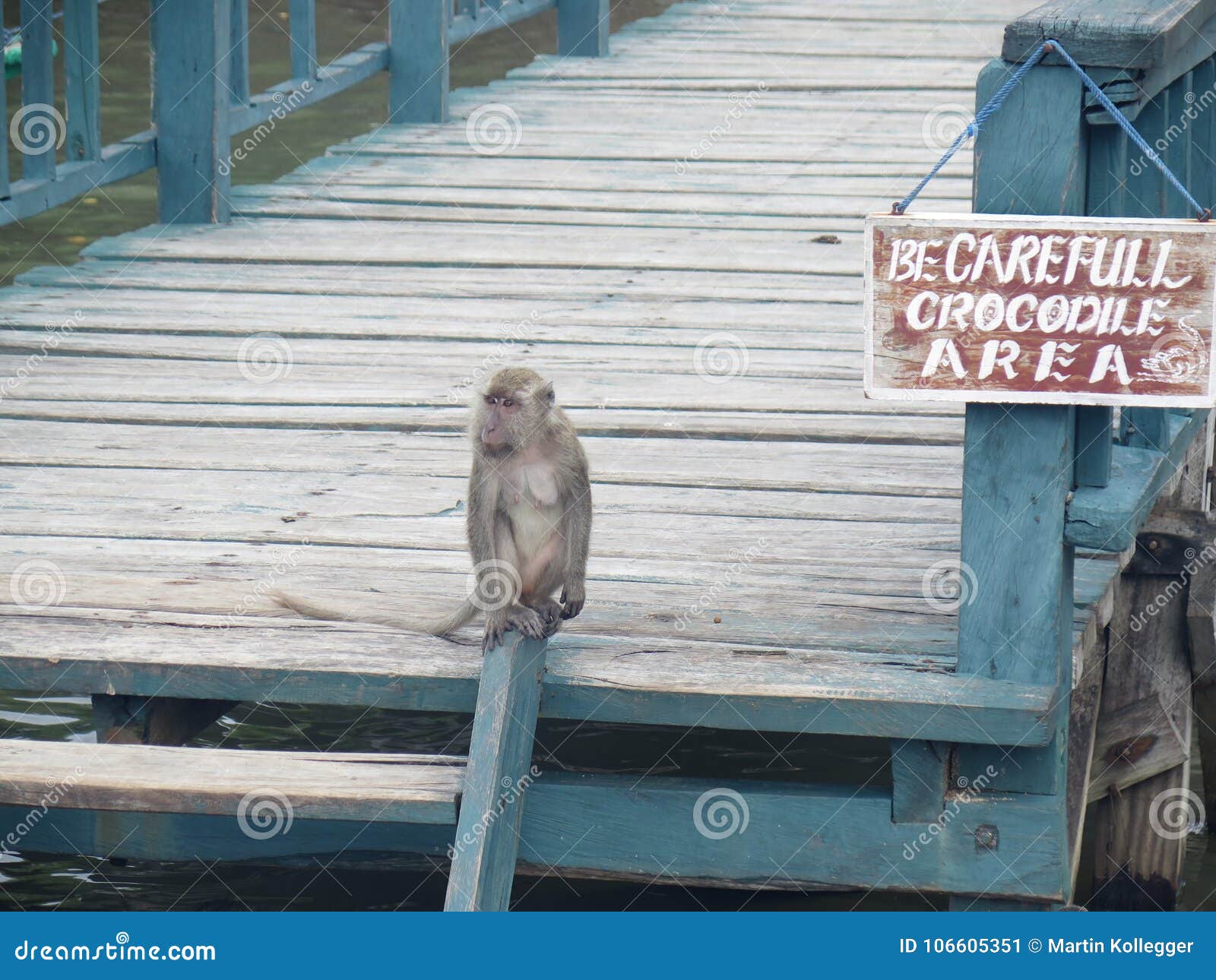 Monkey stock image. Image of monkey, careful, waiting - 106605351