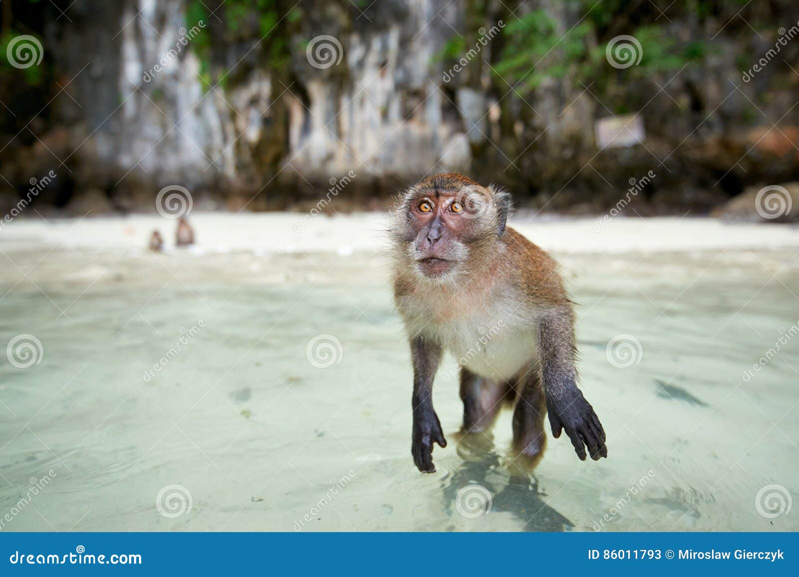 Monkey Waiting for Food in Monkey Beach, Phi Phi Islands, Thailand ...