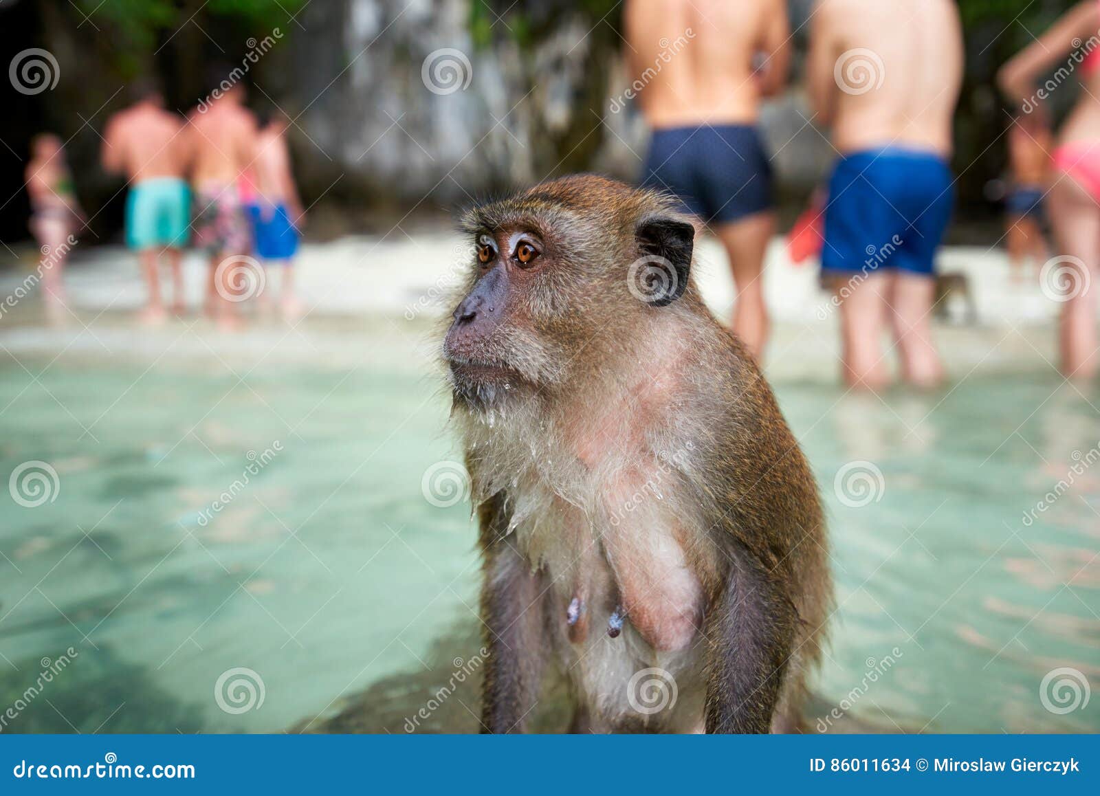Monkey Waiting for Food in Monkey Beach and Tourists in the Back Stock ...