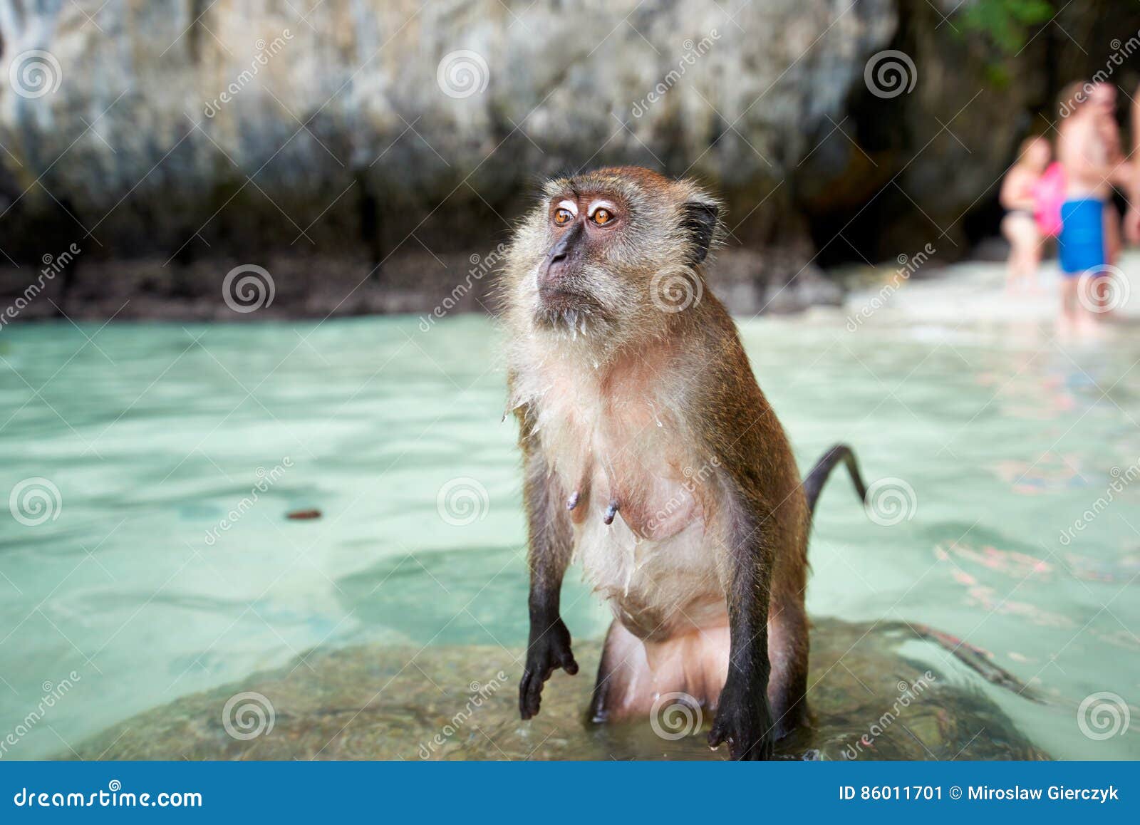 Monkey Waiting for Food in Monkey Beach and Tourists in the Back Stock ...