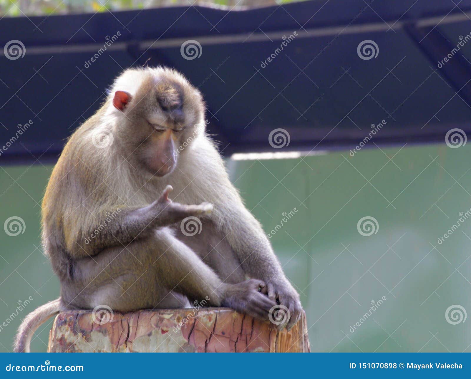 Monkey Waiting for Her Girl Stock Photo - Image of girl, waiting: 151070898