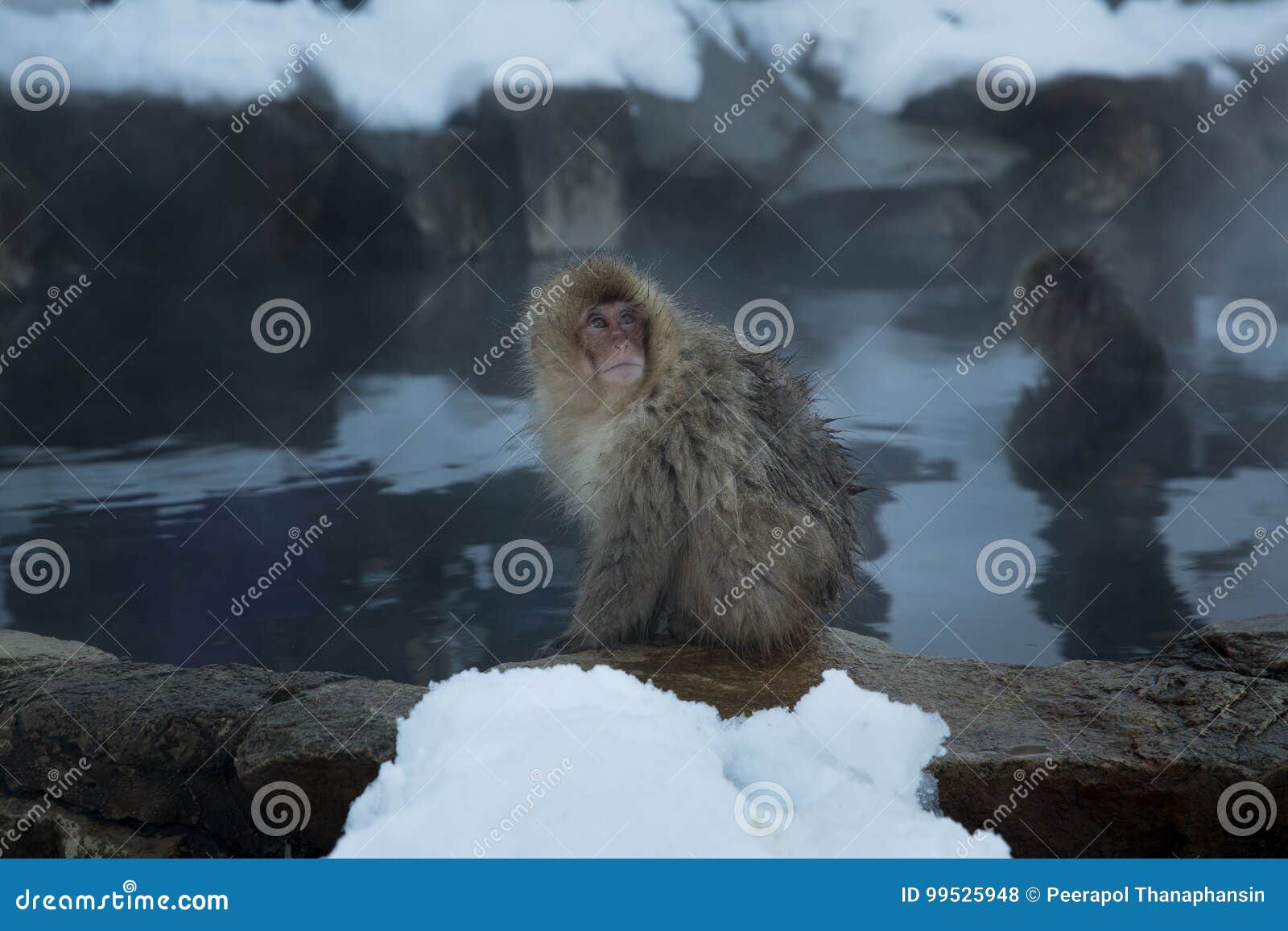 Monkey waiting for hope. stock photo. Image of crowd - 99525948