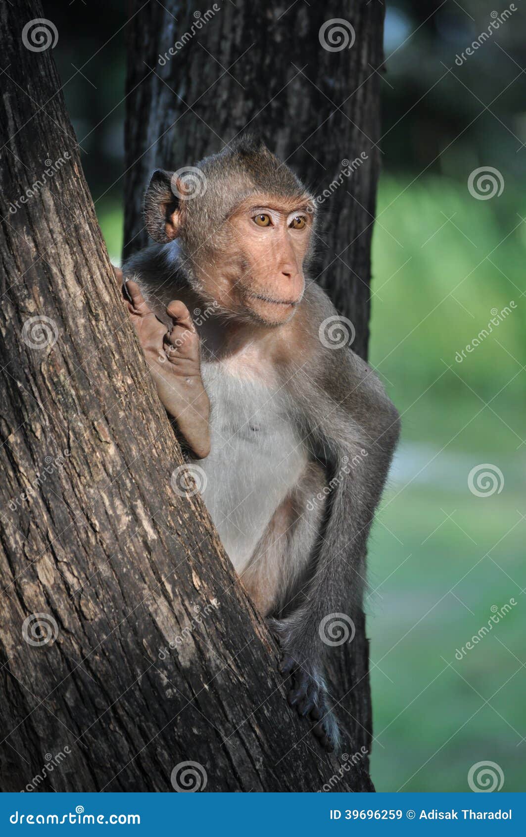 The Monkey is Waiting for Somethings Stock Image - Image of monkey ...