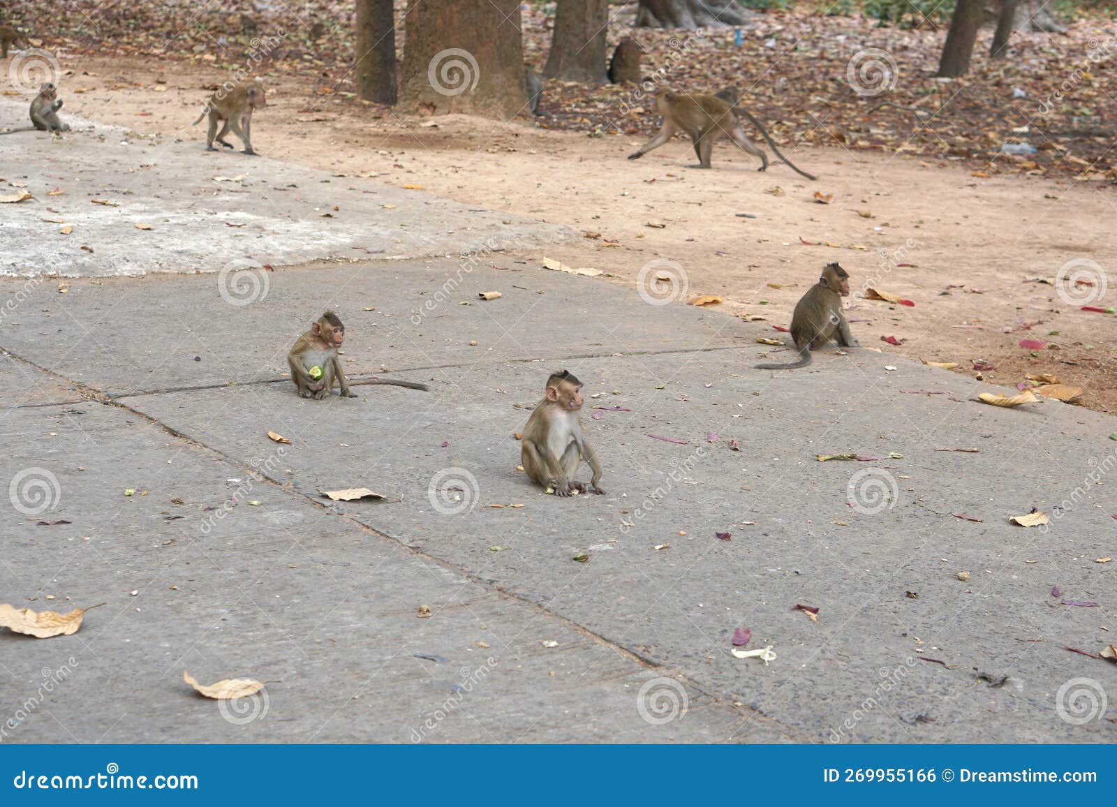 Monkey Waiting Eat from Tourists Stock Photo - Image of china, hairy ...