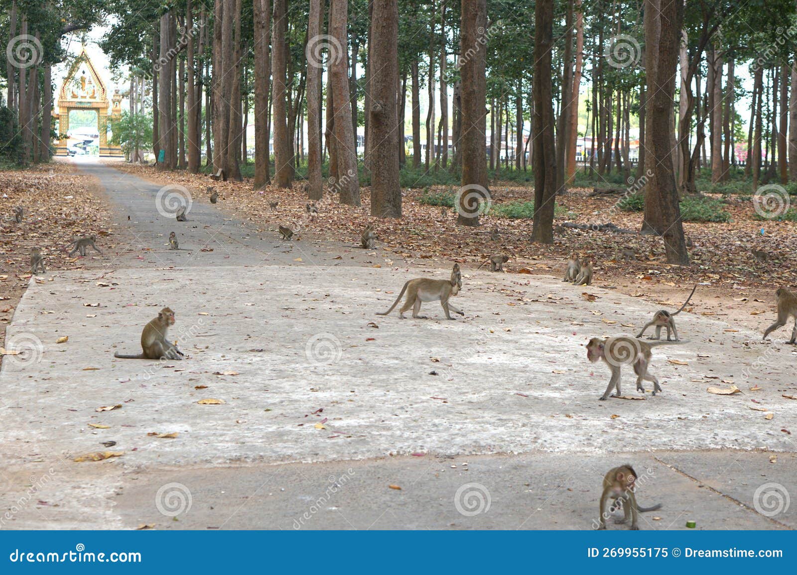 Monkey Waiting Eat from Tourists Stock Image - Image of exotic, area ...