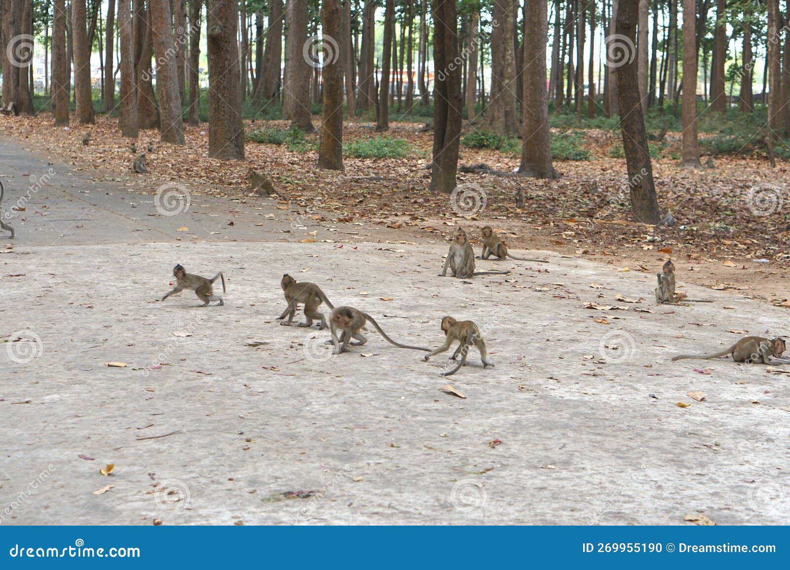 Monkey Waiting Eat from Tourists Stock Photo - Image of asia, dense ...