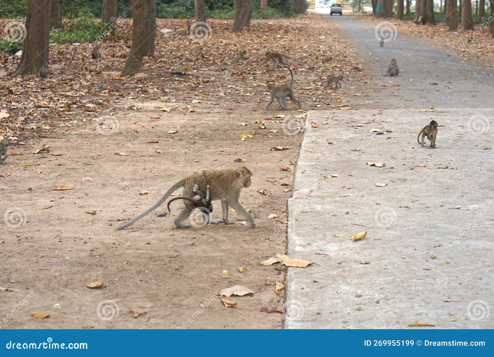 Monkey Waiting Eat from Tourists Stock Image - Image of food, mile ...