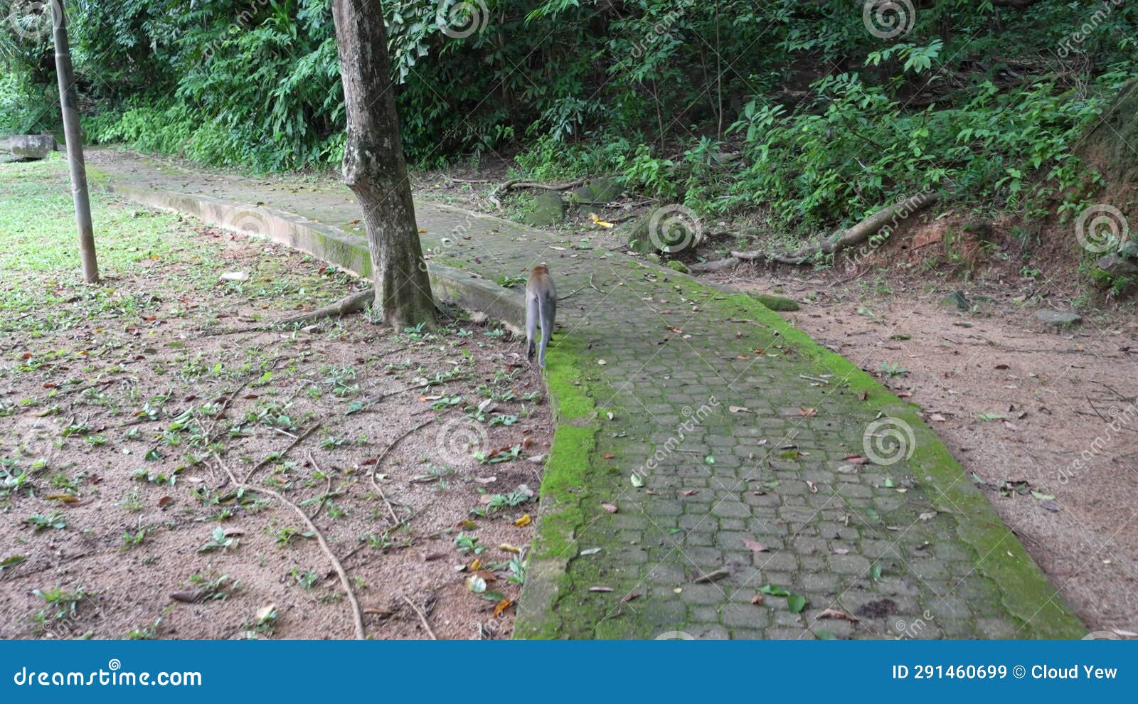 A Monkey Walk on a Brick Path Stock Video - Video of wild, perched ...