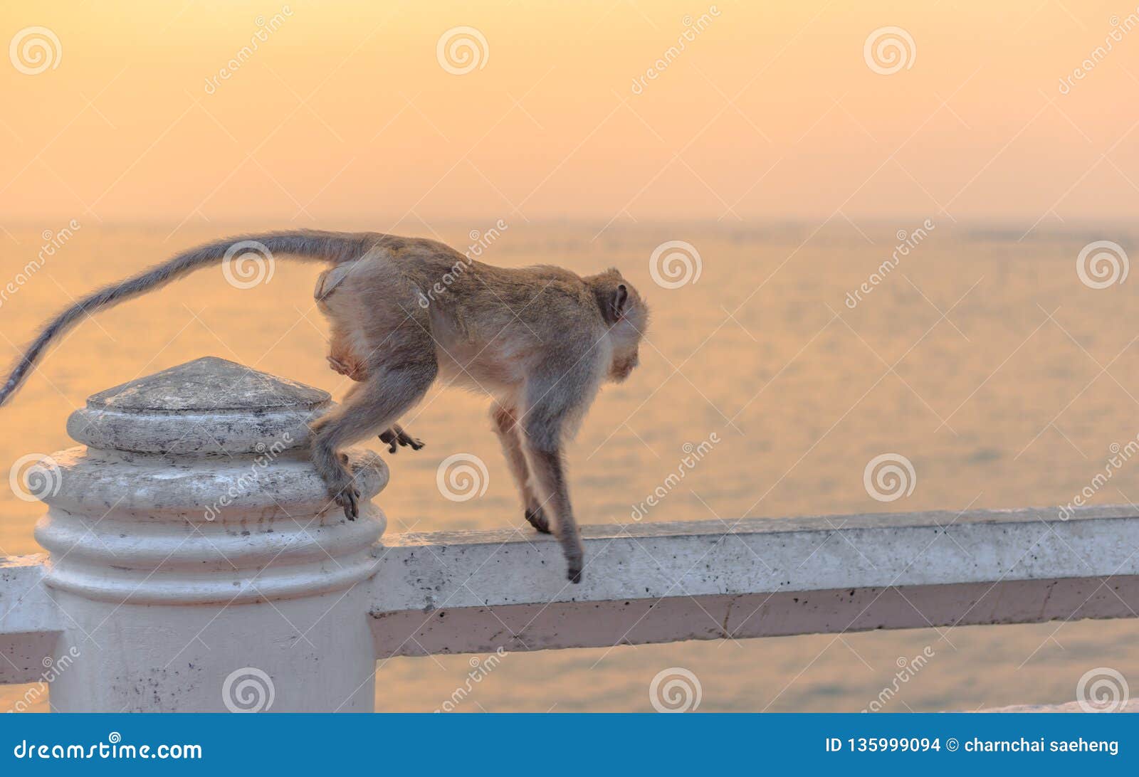 Monkey Walk on Fence with Sunset. Stock Photo - Image of furry, branch ...