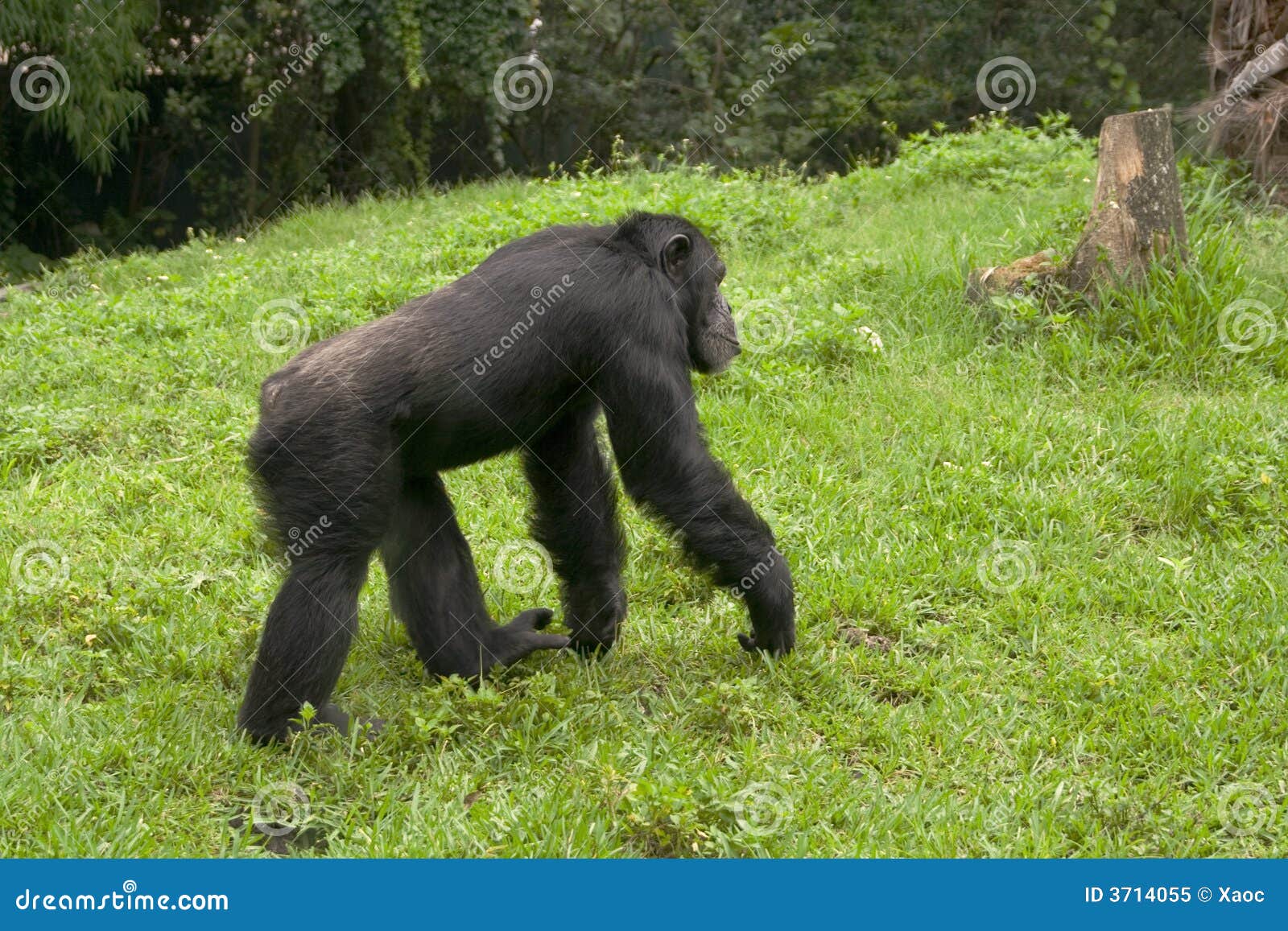 Monkey walking stock image. Image of male, woods, walking - 3714055