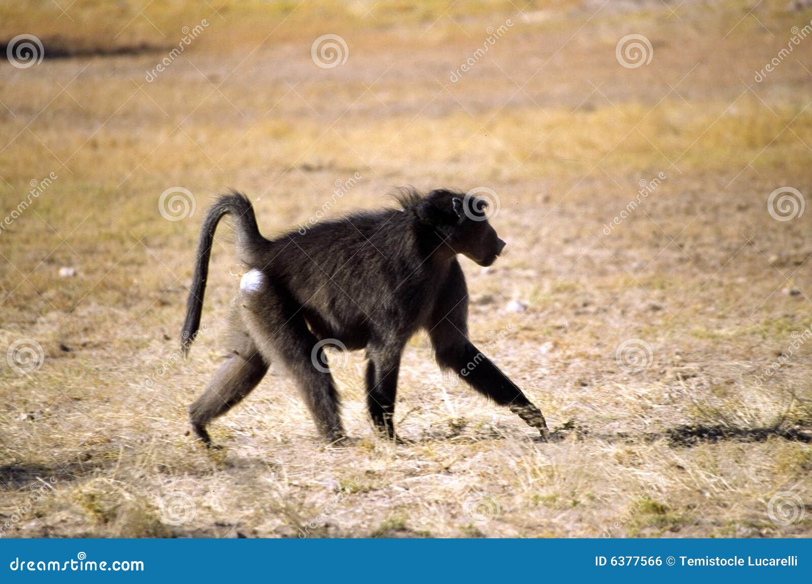 Monkey walking stock photo. Image of africa, etosha, tourist - 6377566