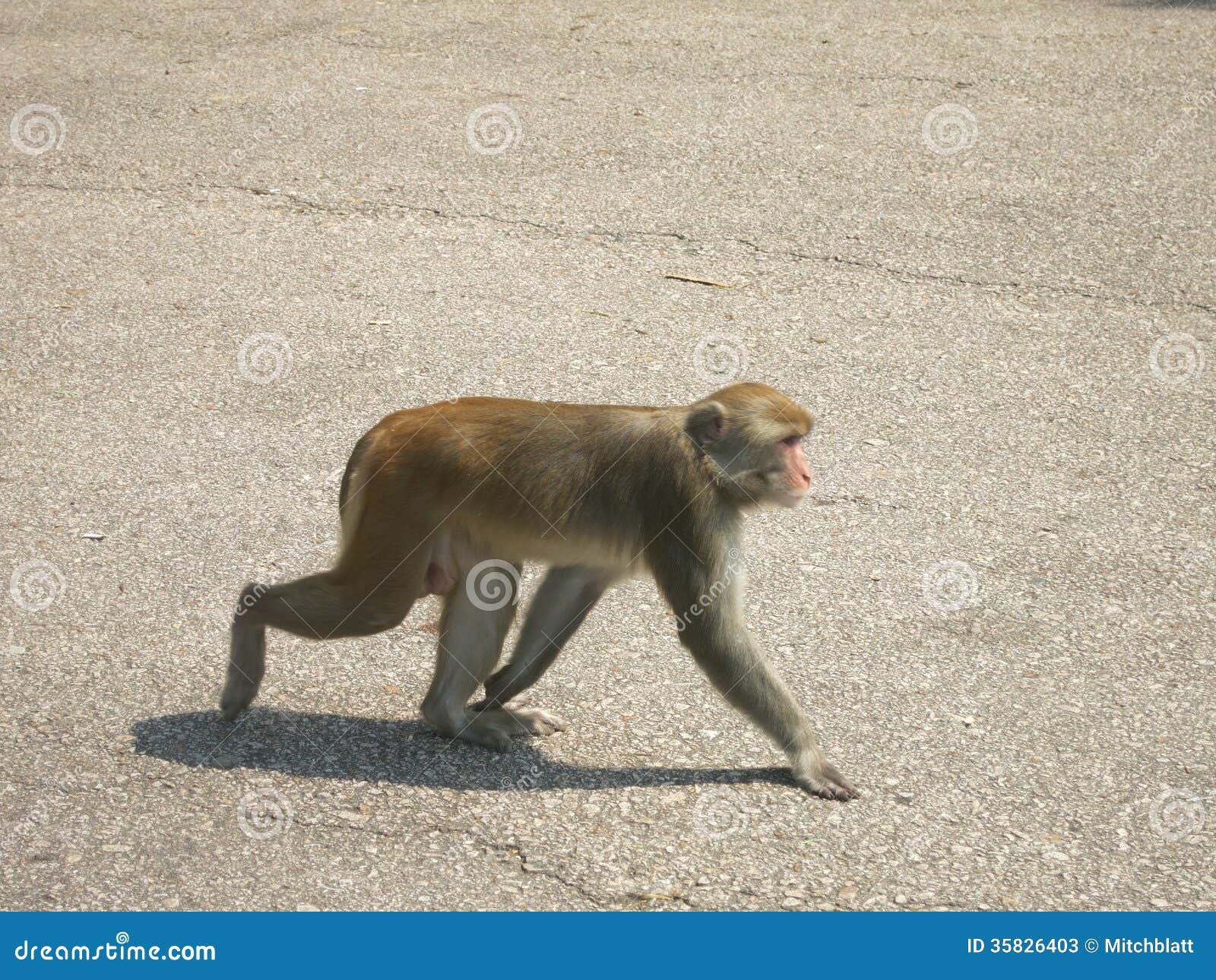 Monkey Walking Around on Pavement Stock Image - Image of pavement ...