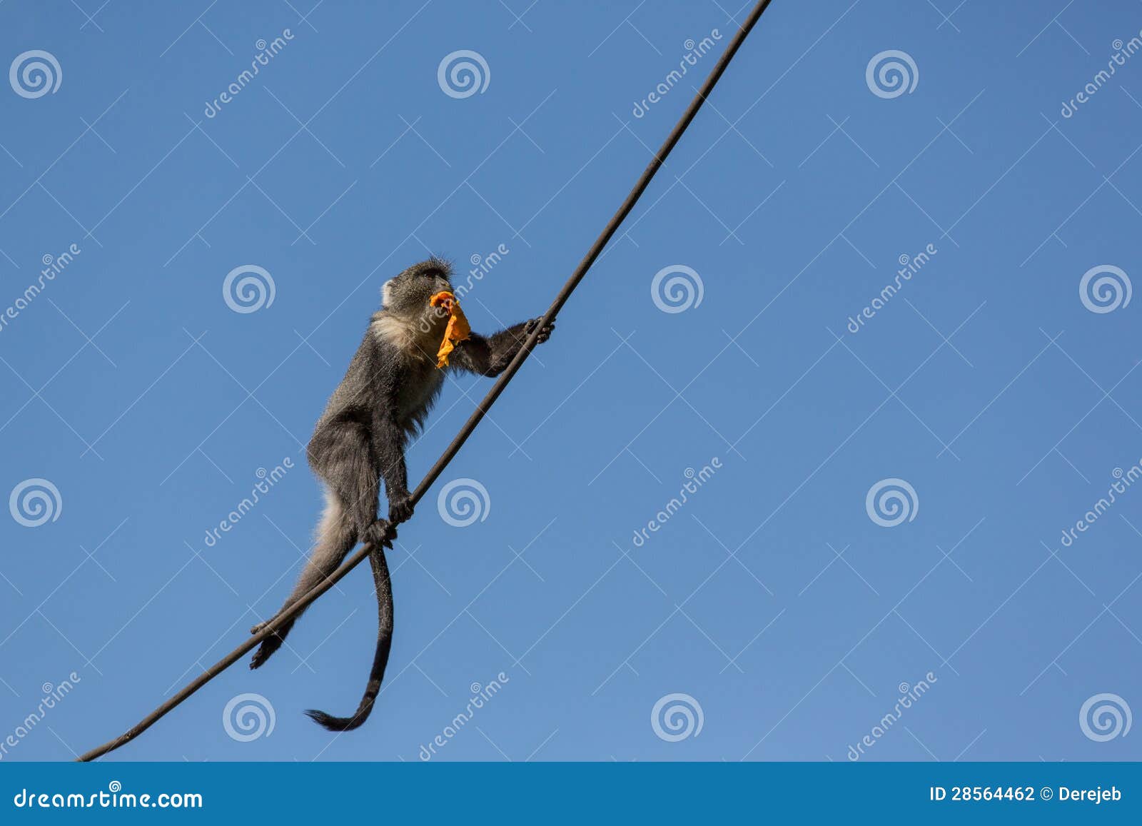 Monkey walking on a cable stock photo. Image of balance - 28564462
