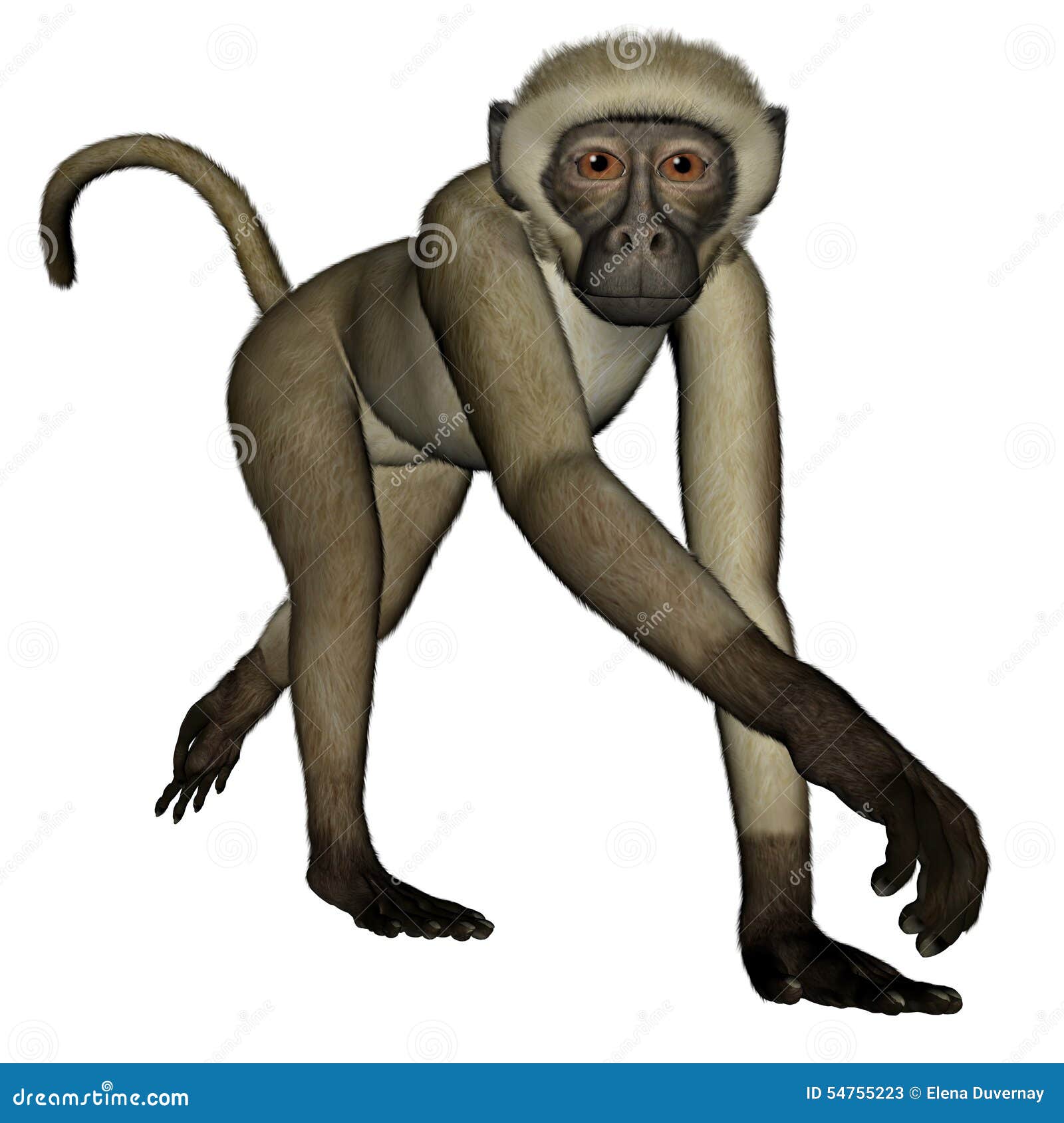 Monkey Walking Stock Illustrations – 1,024 Monkey Walking Stock ...