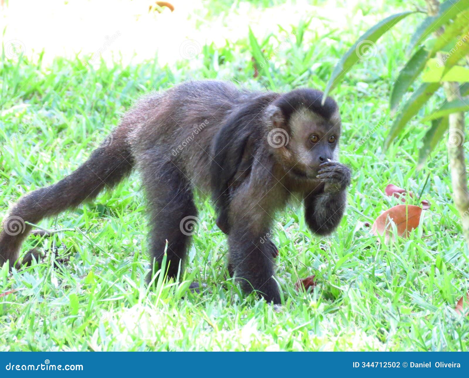 A Monkey Walking Hiking Trail On Mountain Stock Photography ...