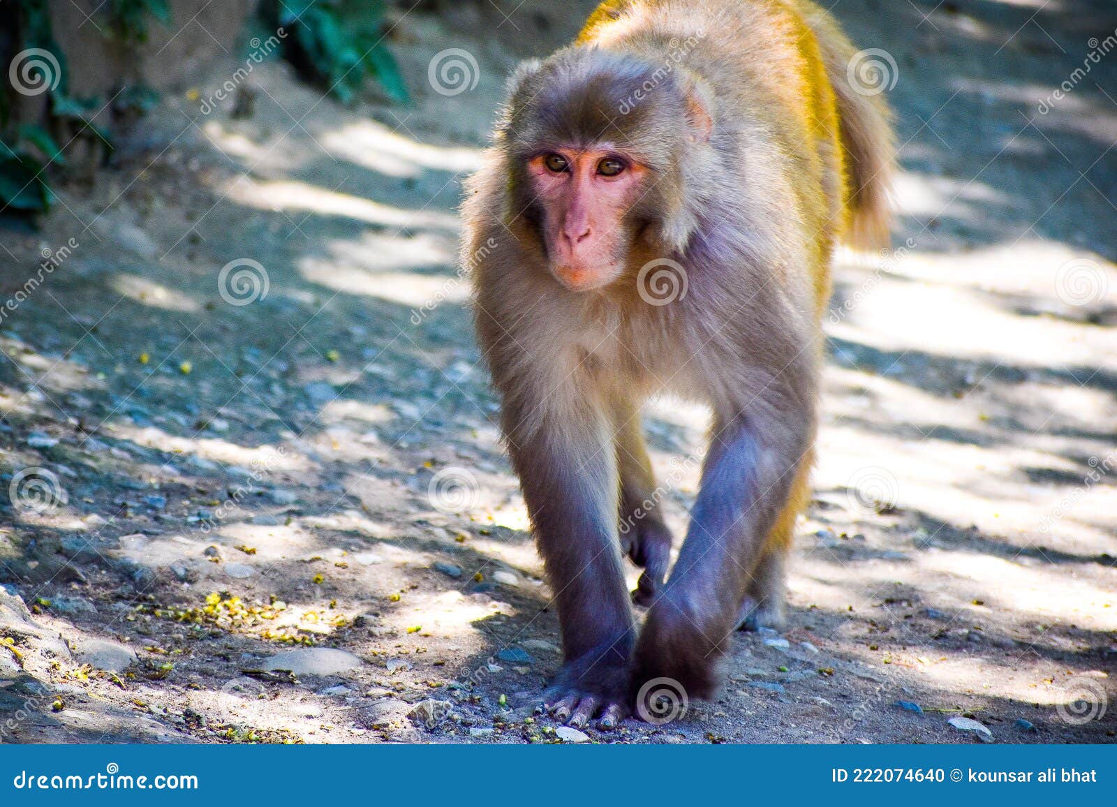Monkey Walking Playing Sitting Relax In Swayambhunath Or Swayambu Or ...