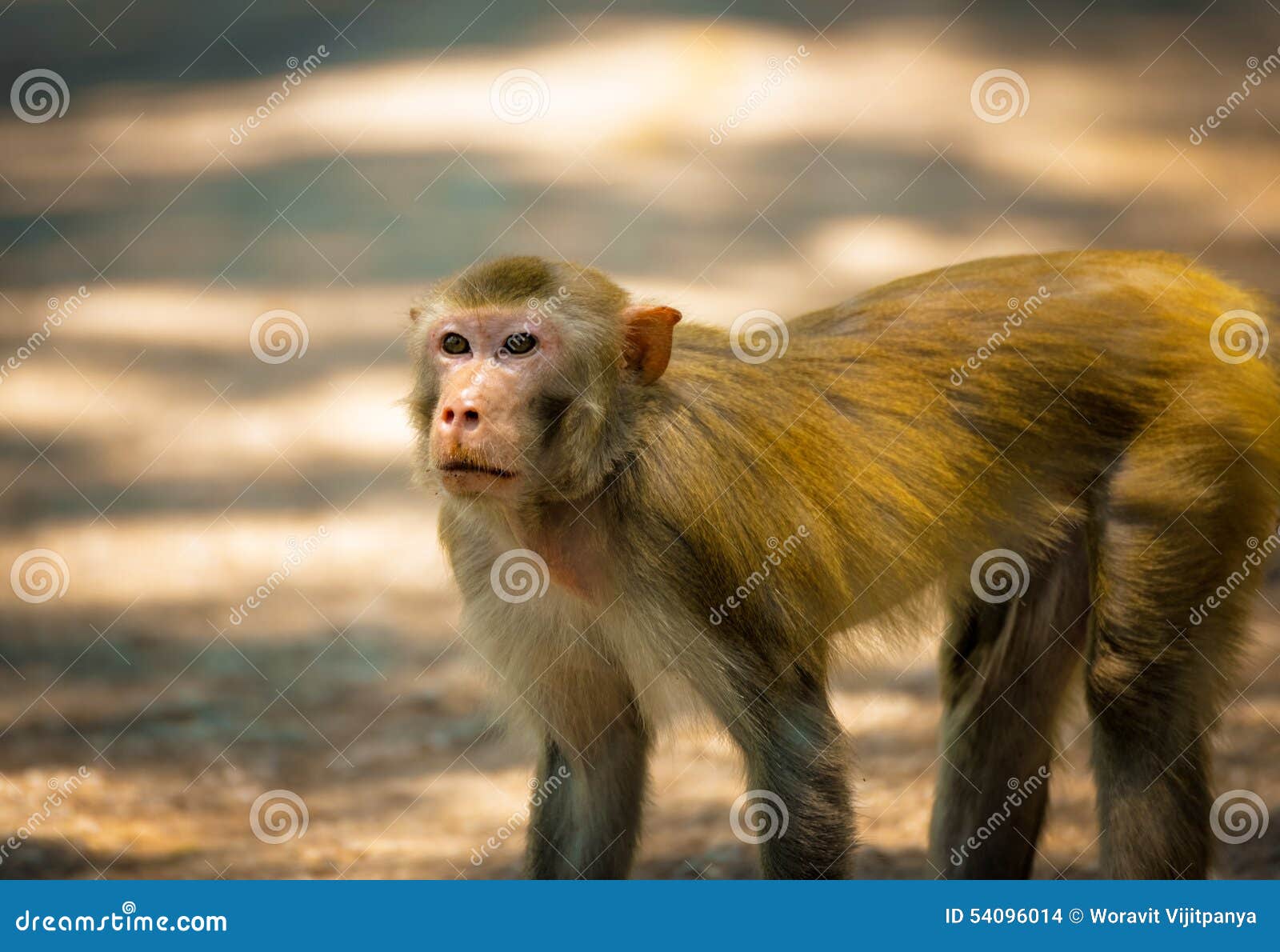 Monkey walking stock photo. Image of protect, habitat - 54096014