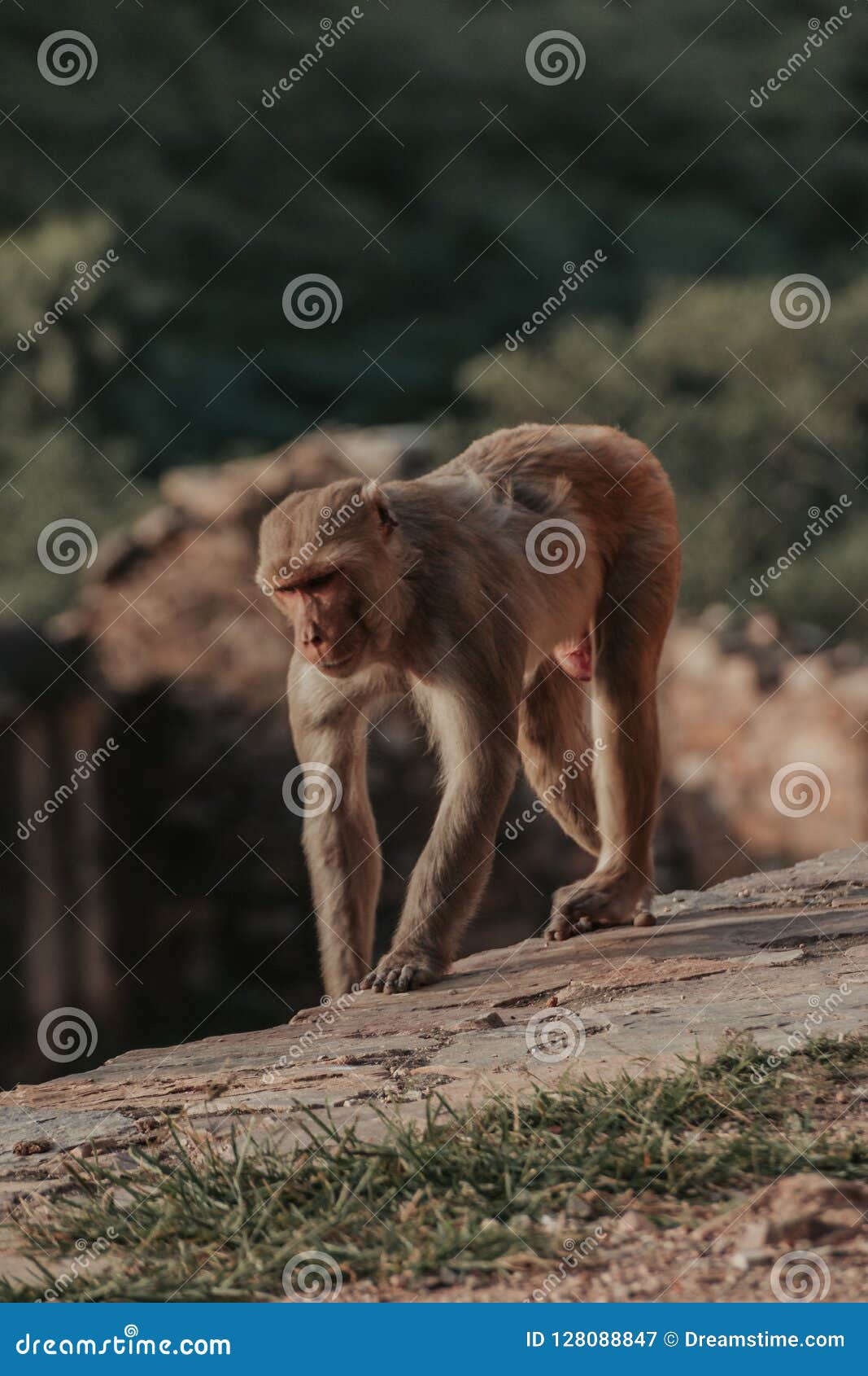 Monkey Wall Sculpture Stock Image | CartoonDealer.com #44267221