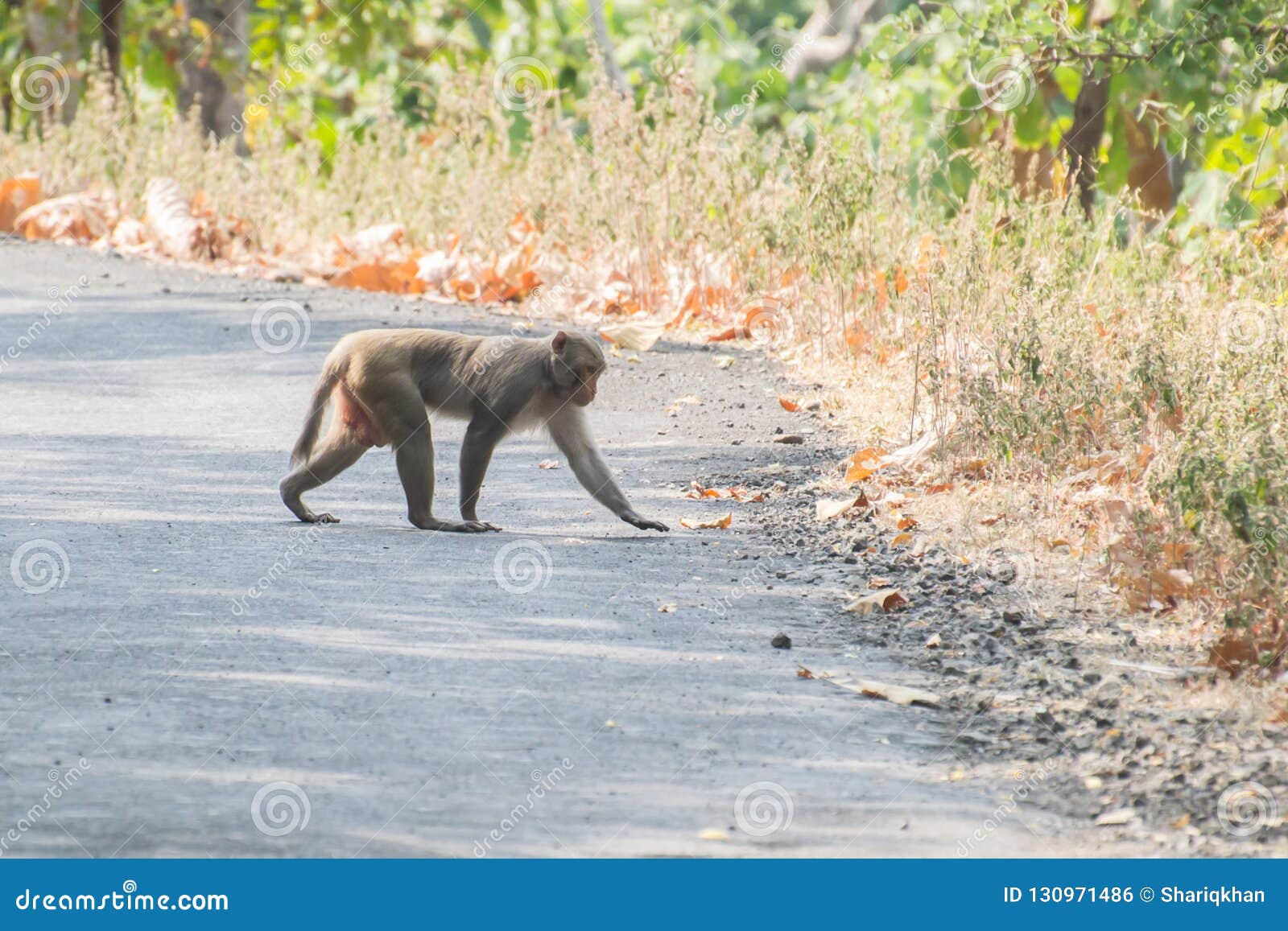 Monkey Walking on the Road stock photo. Image of sanctuaries - 130971486