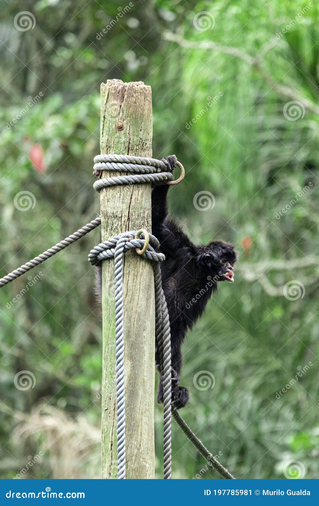 Ropes Park Suspended Path Walk High On The Trees Stock Image ...
