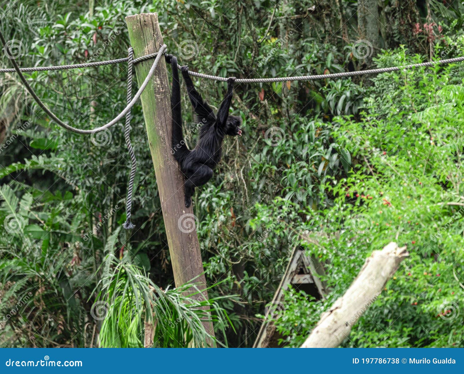 Monkey Walking on the Ropes in Park at the Zoo Stock Photo - Image of ...