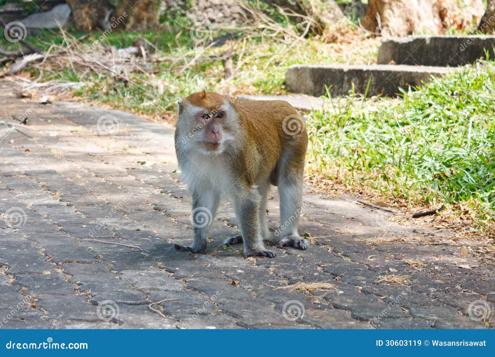 Monkey walking stock image. Image of creature, forest - 30603119