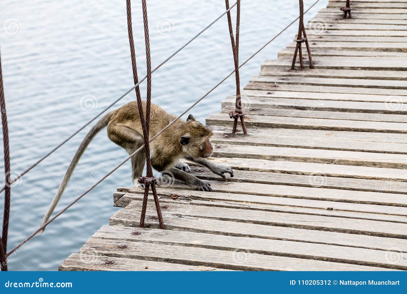 Monkey is Walking on the Suspension Bridge Stock Photo - Image of ...