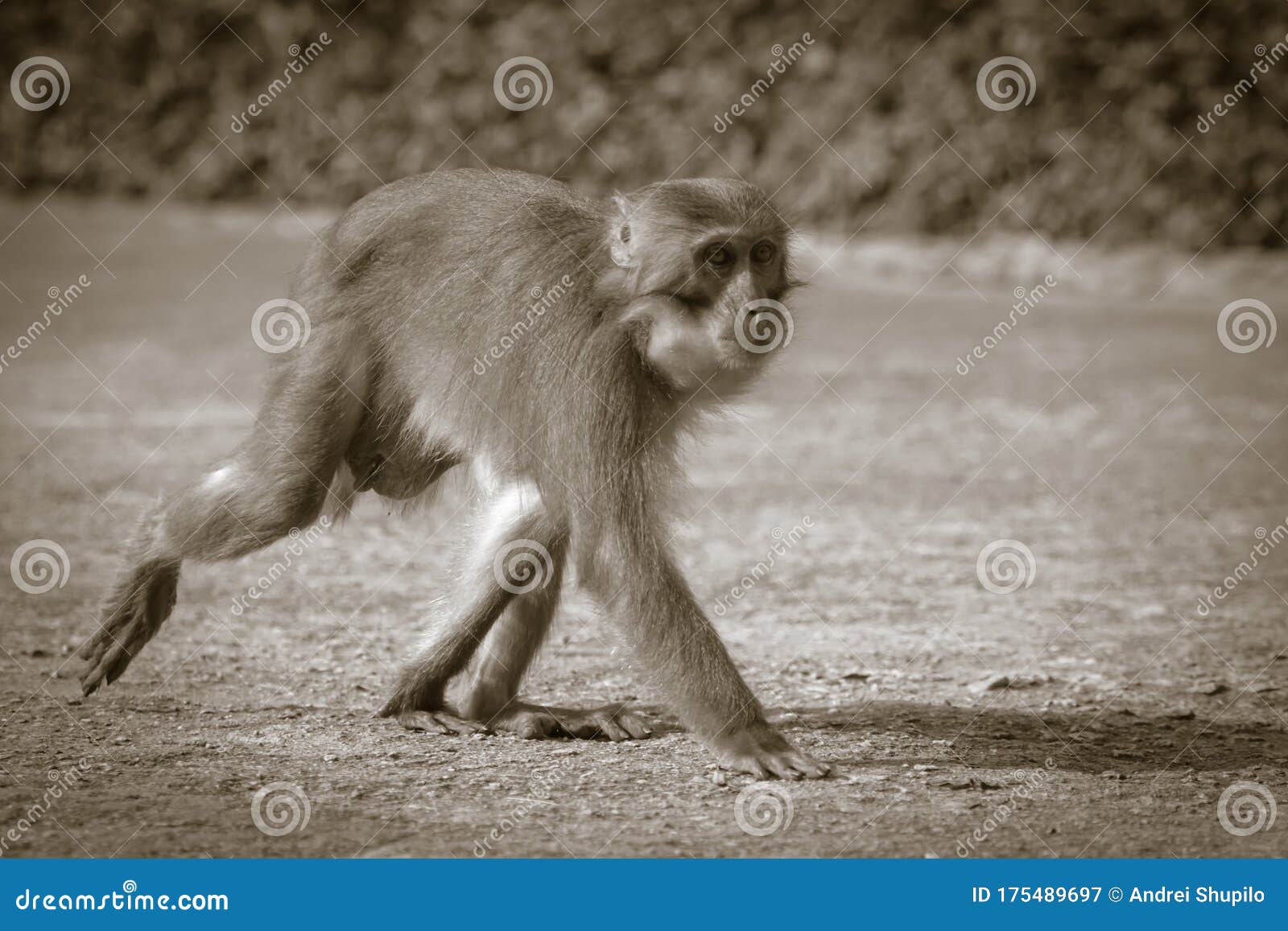 Monkey walks in the park stock image. Image of cute - 175489697