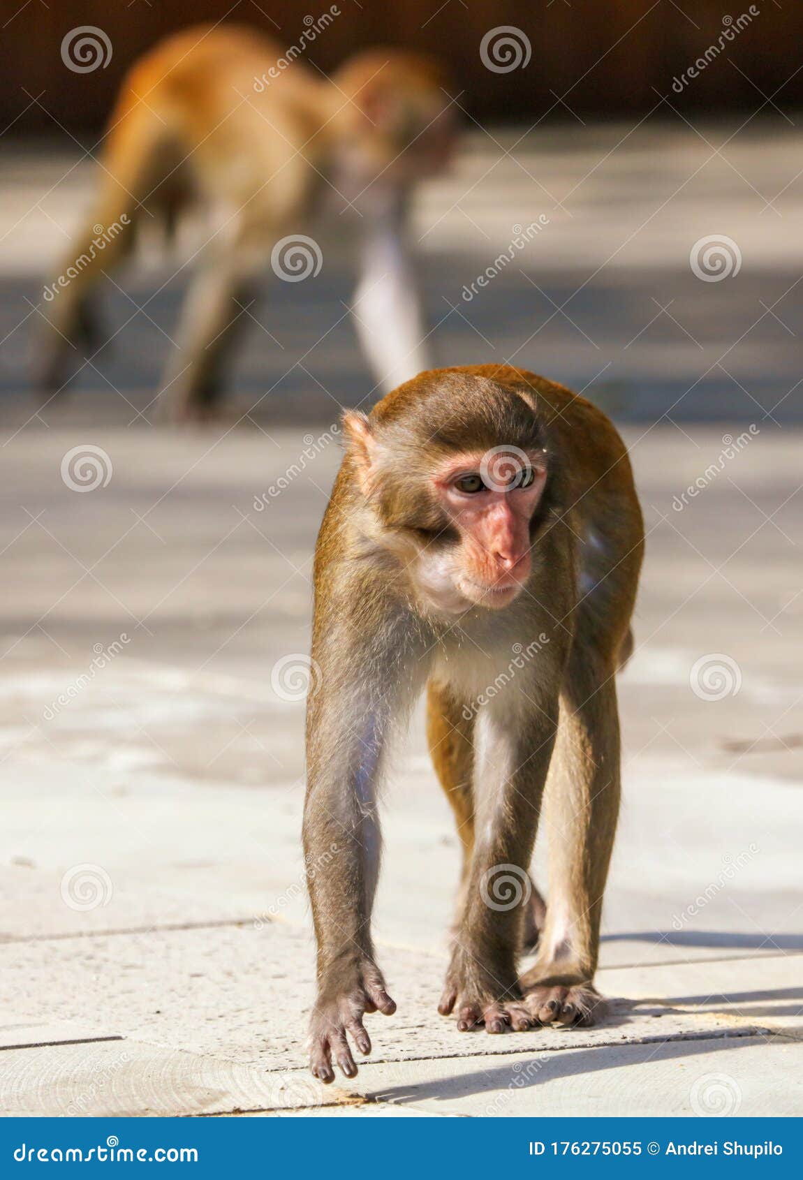 Monkey walks in the park stock image. Image of thailand - 176275055