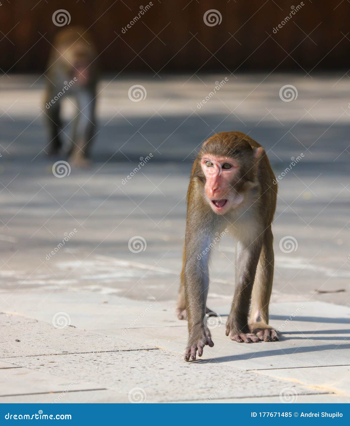 Monkey walks in the park stock image. Image of wild - 177671485