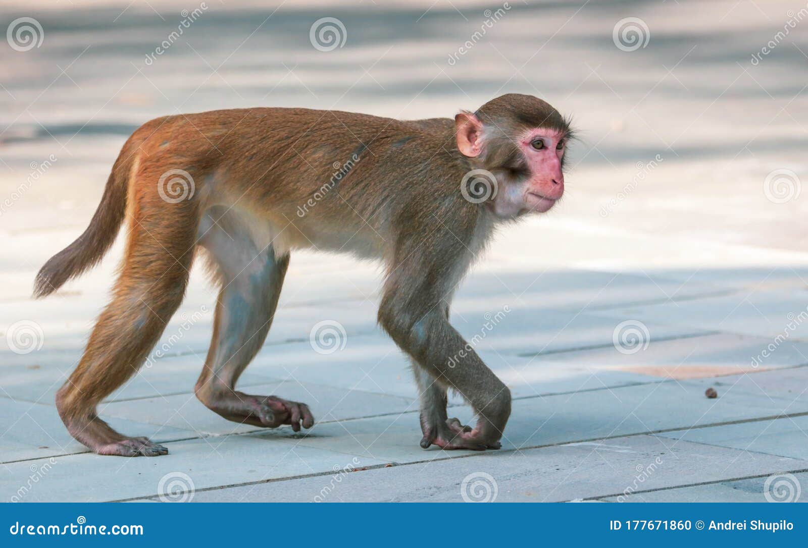 Monkey walks in the park stock photo. Image of baboon - 177671860