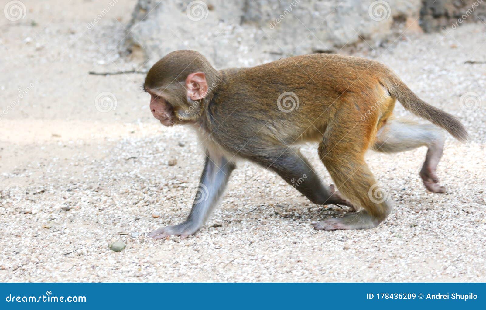Monkey walks in the park stock image. Image of mammal - 178436209