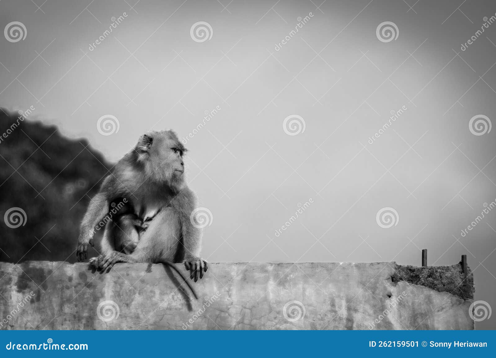Monkey on the wall top stock image. Image of sketch - 262159501