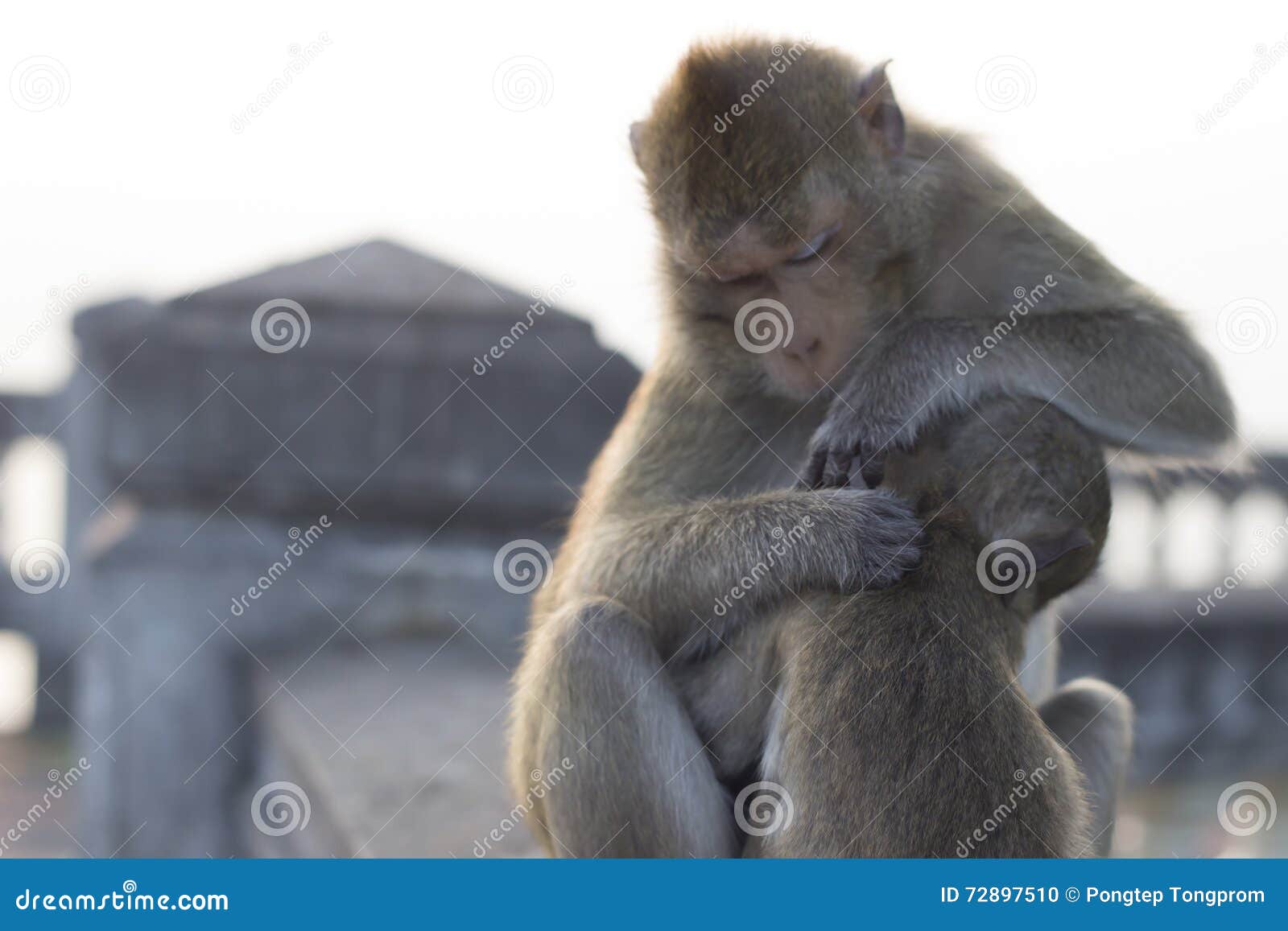 Monkey stock photo. Image of hugging, animal, baby, takecare - 72897510