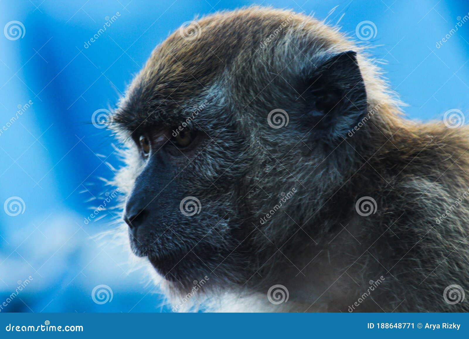 Poor monkey stock image. Image of poor, people, capture - 188648771