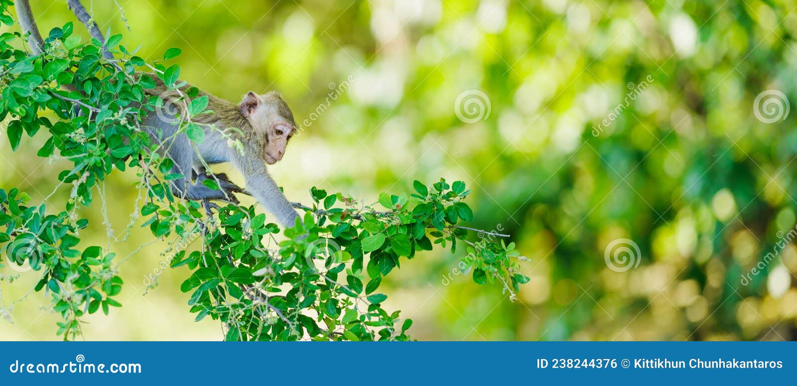 The Monkey Was Climbing on the Tamarind Tree Alone Stock Photo - Image ...