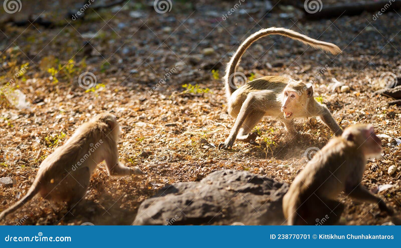 Monkey Was Intimidating and Terrified of Danger Stock Image - Image of ...