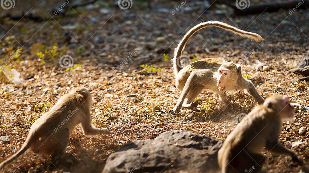 Monkey Was Intimidating and Terrified of Danger Stock Image - Image of ...