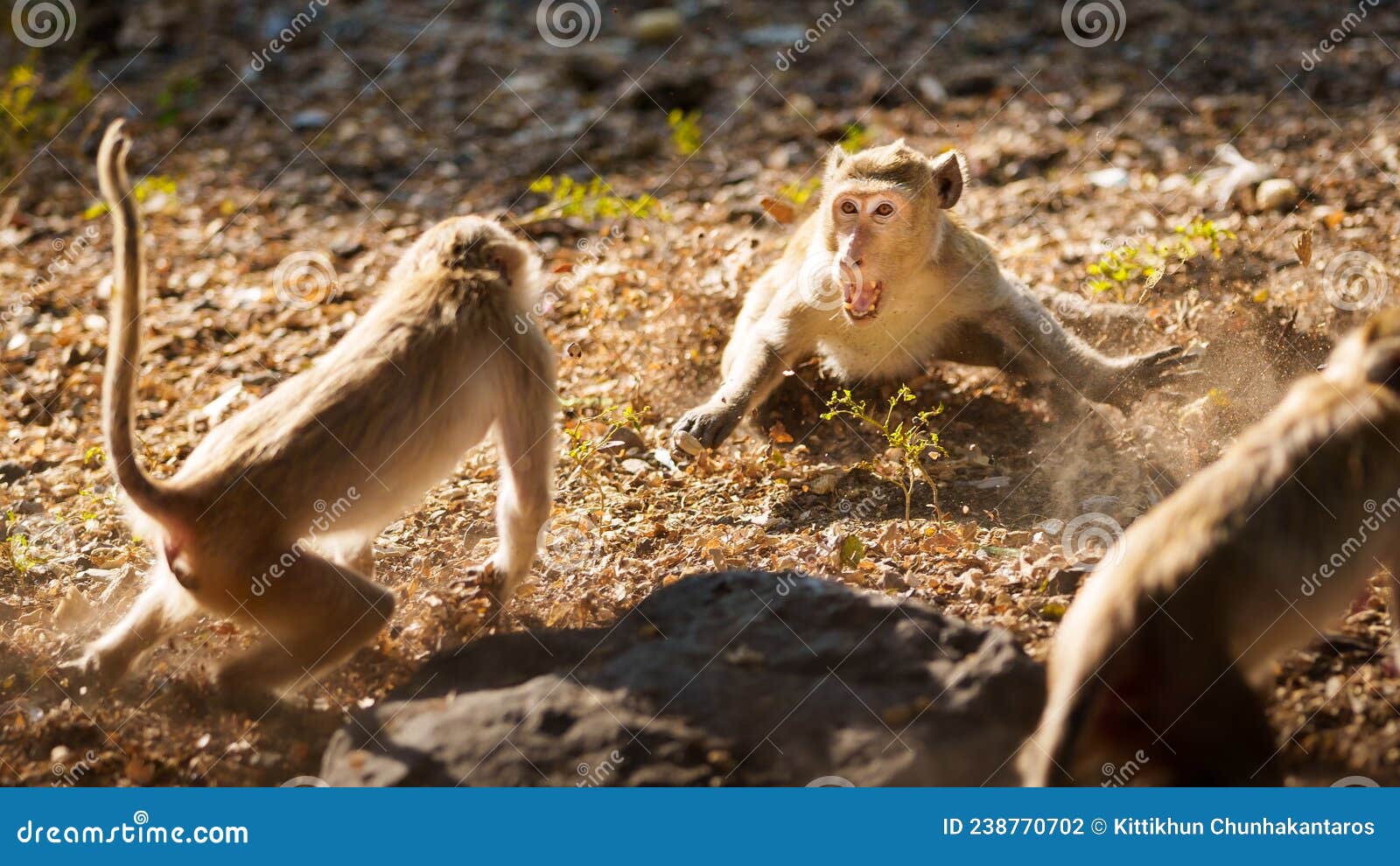 Monkey Was Intimidating and Terrified of Danger Stock Photo - Image of ...
