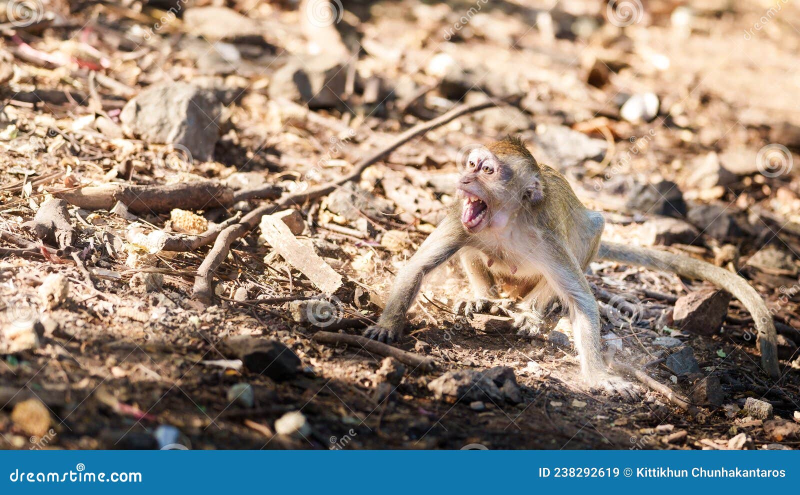 A Monkey Was Intimidating and Terrified of Danger Stock Image - Image ...