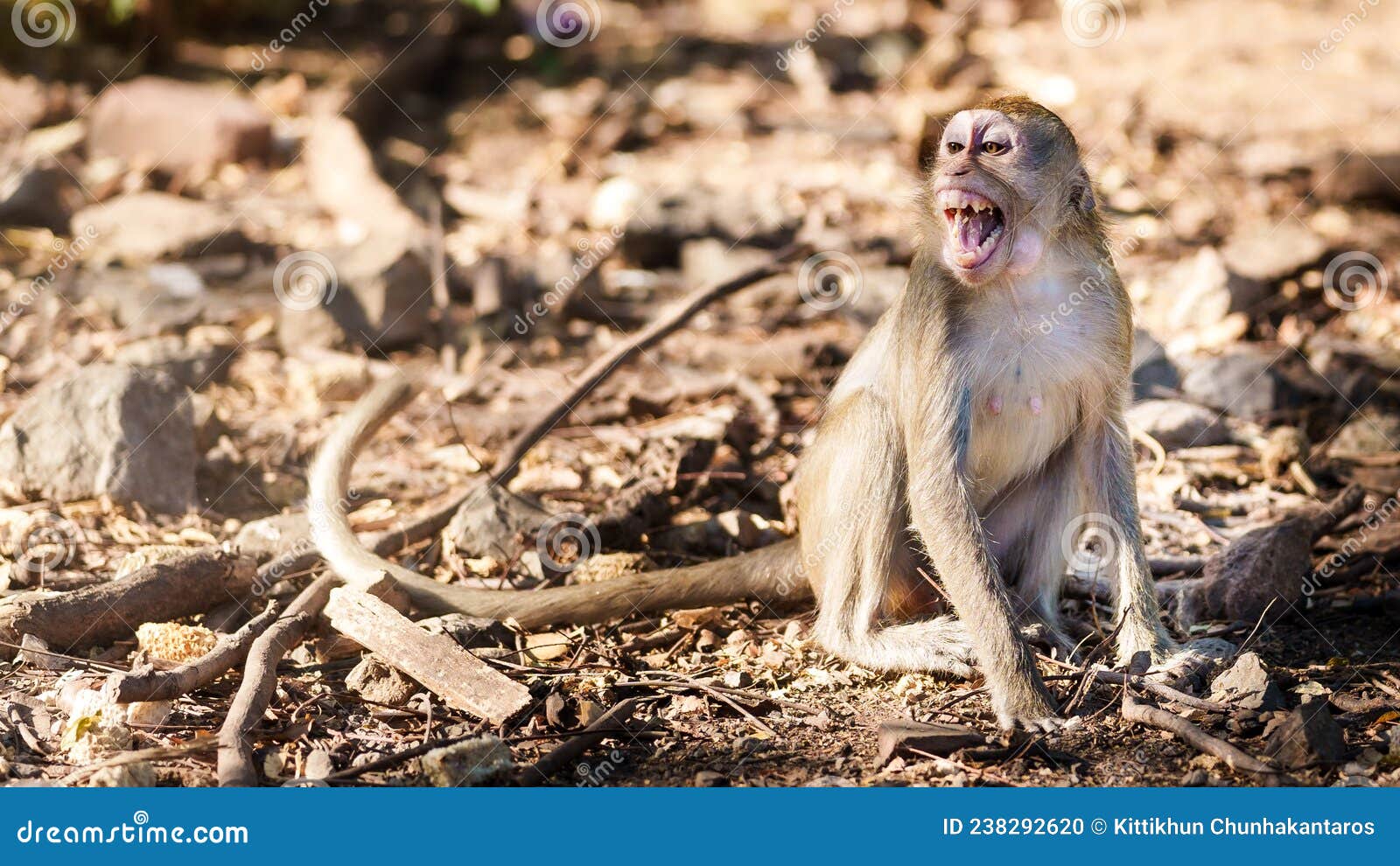 A Monkey Was Intimidating and Terrified of Danger Stock Photo - Image ...