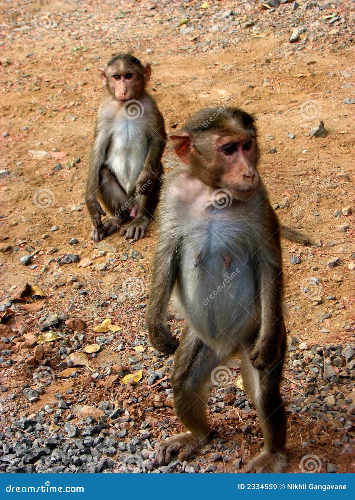 Monkey Watchman stock image. Image of brother, look, alertness - 2334559