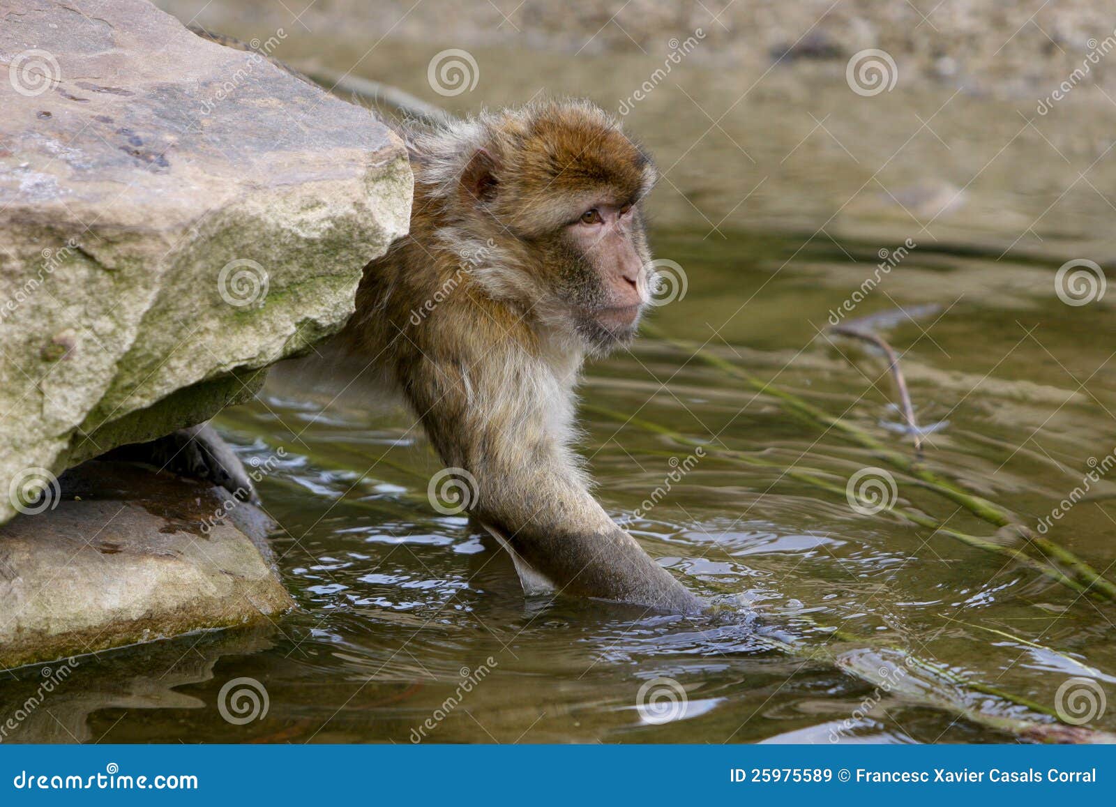 Monkey water stock image. Image of monkey, water, rocks - 25975589