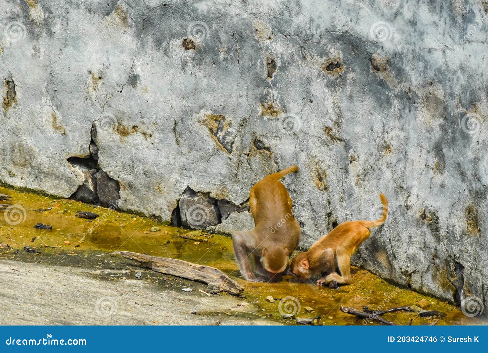 Monkey and water stock photo. Image of geology, water - 203424746