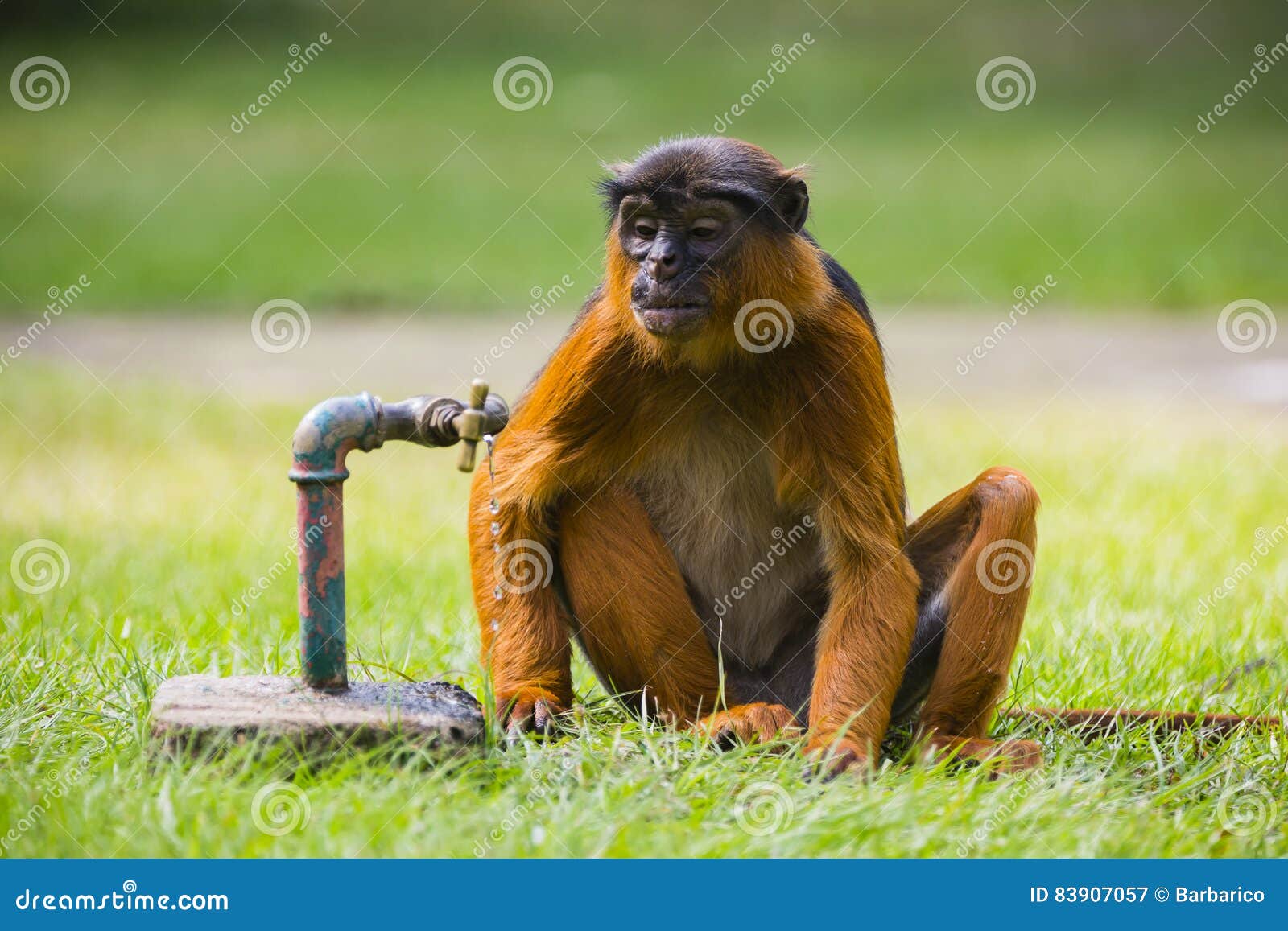 A monkey and a water tap stock image. Image of colobus - 83907057