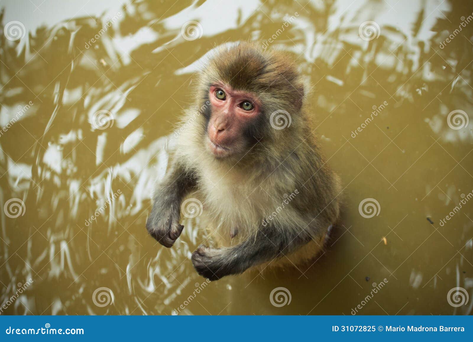Monkey on water stock image. Image of apes, swimmers - 31072825