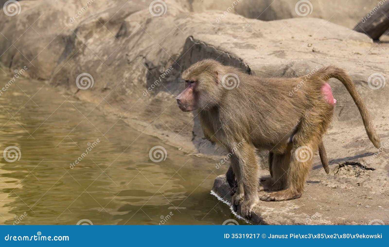 Monkey on the water stock image. Image of monkeys, look - 35319217