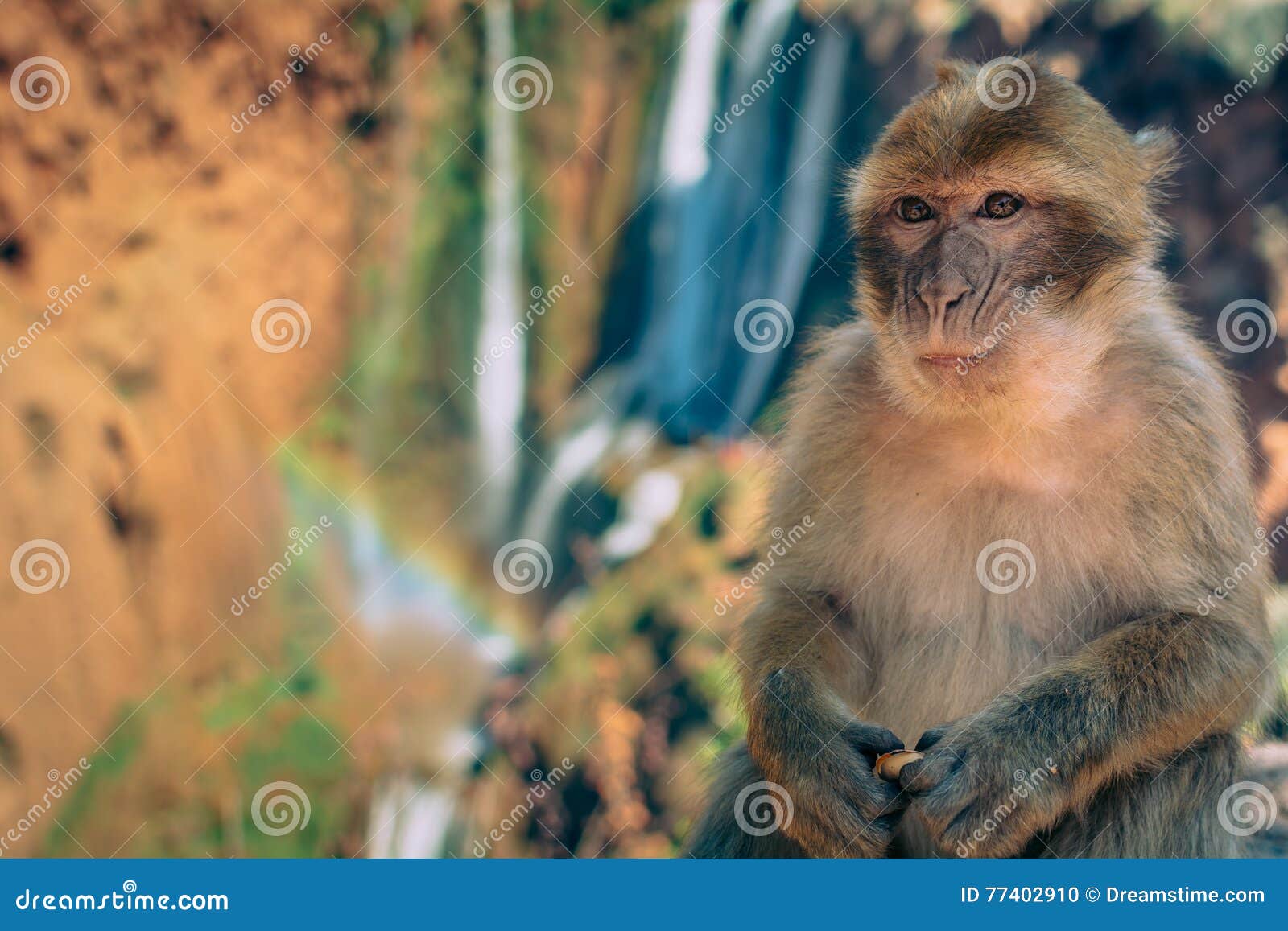 Monkey waterfall stock photo. Image of morocco, brown - 77402910