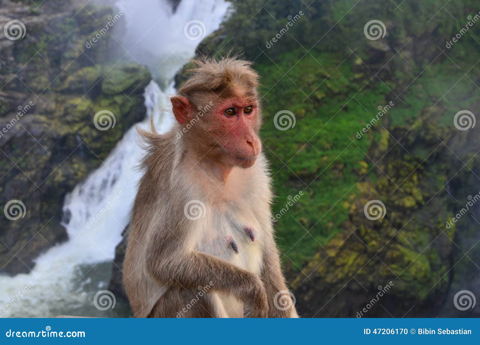 Monkey and waterfalls stock photo. Image of waterfall - 47206170