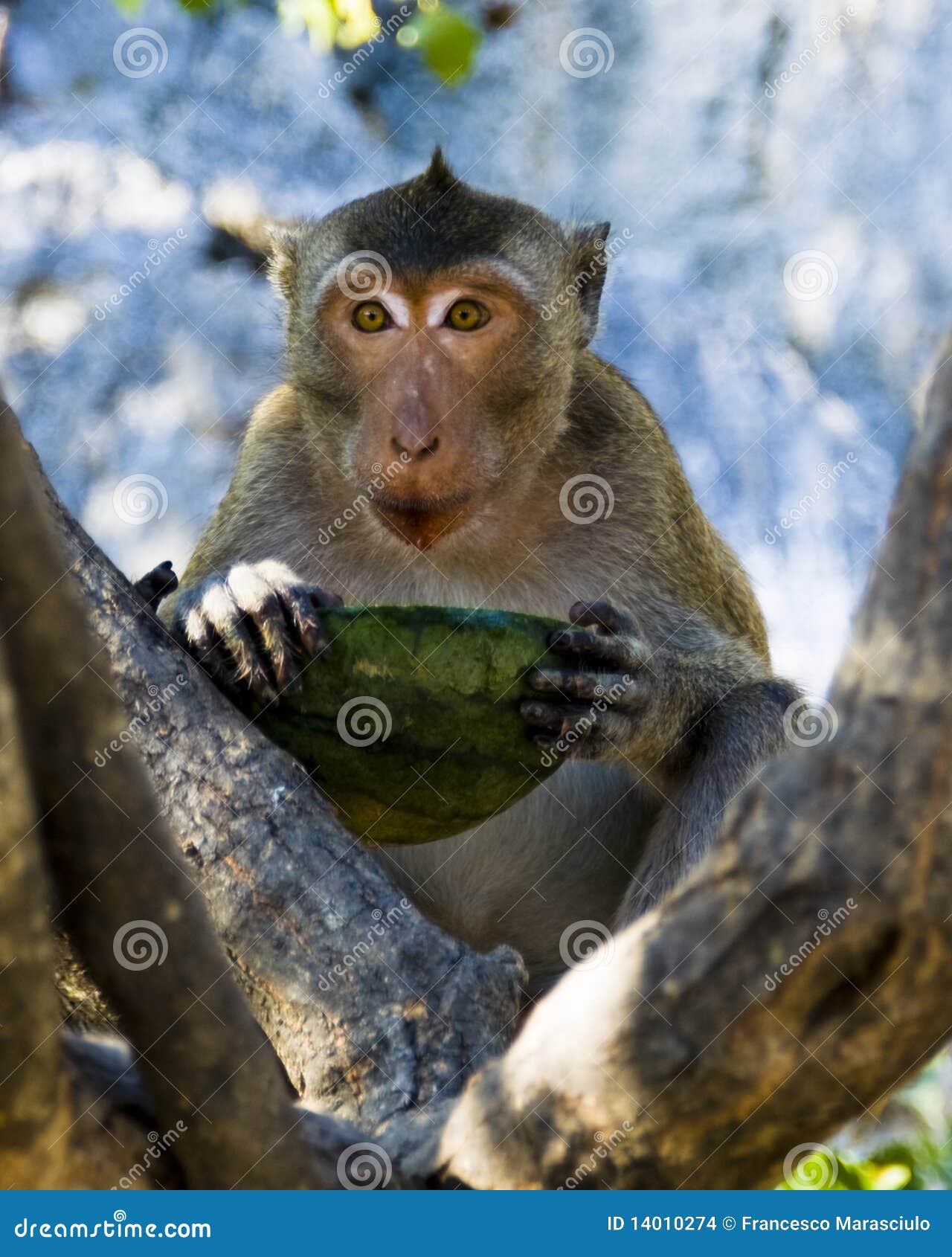 Monkey and watermelon stock photo. Image of national - 14010274